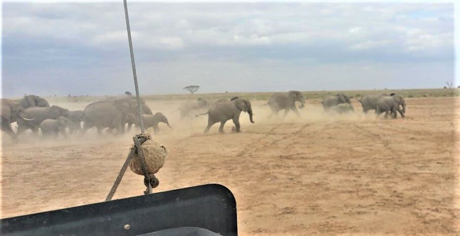 Out of Africa: Tauck's Safari Experience in Kenya & Tanzania - The ...